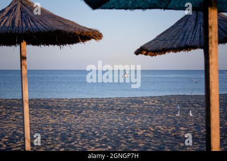 A series of shots of seagulls on the Black Sea coast during sunset ...