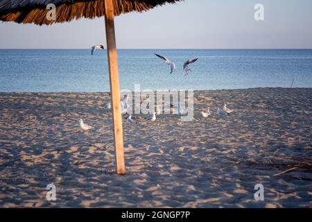 A series of shots of seagulls on the Black Sea coast during sunset ...