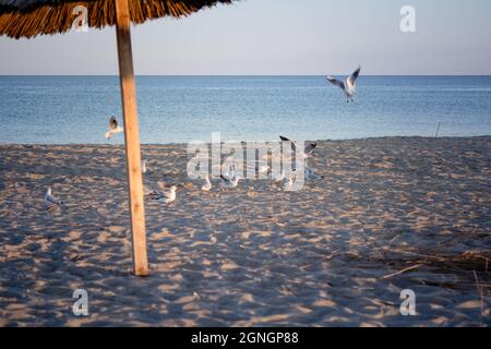 A series of shots of seagulls on the Black Sea coast during sunset ...