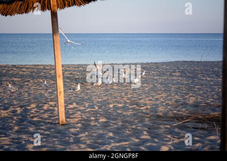 A series of shots of seagulls on the Black Sea coast during sunset ...