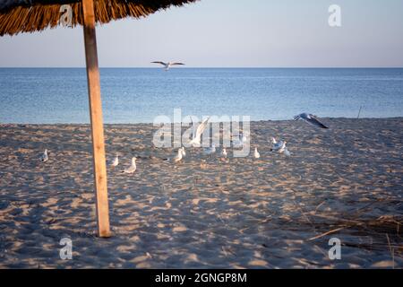 A series of shots of seagulls on the Black Sea coast during sunset ...