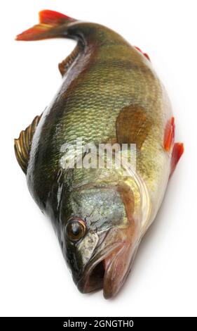 European Giant Perch over white background Stock Photo - Alamy