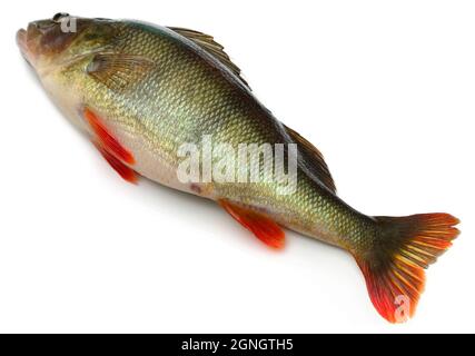 European Giant Perch over white background Stock Photo - Alamy