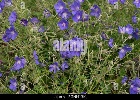 Prolific Geranium ‘Orion’, cranesbill ‘Orion', flowering in good summer ...