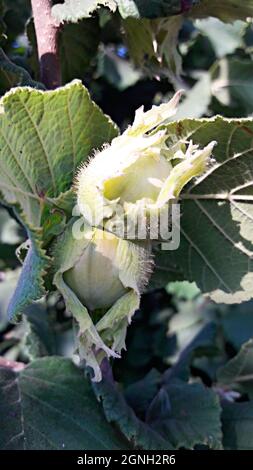 Filbert (hazelnut) orchard in the spring near Salem, Oregon, USA Stock ...