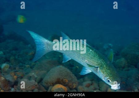 Fringelip mullet (crenimugil crenilabis) in the Red Sea Stock Photo - Alamy