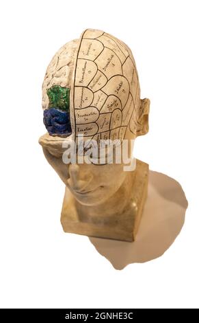 Plaster model of exposed brain. Phrenology is a pseudoscience which ...