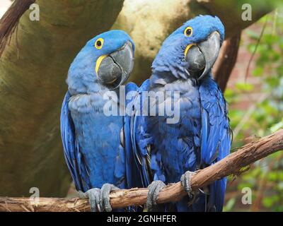 National Aviary - Pair of Blue Macaws Shoulder to Shoulder Stock Photo ...