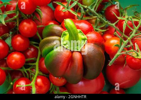 Romanian pepper bell with a cherry tomato and green background Stock ...