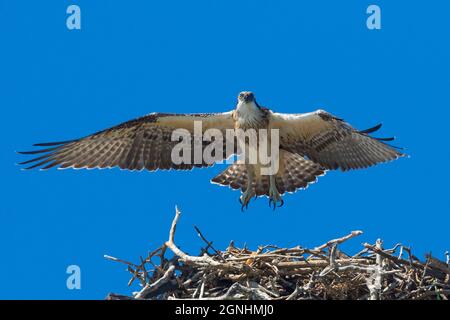 Osprey fledgling takes first flight Stock Photo - Alamy