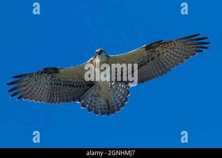 Osprey fledgling takes first flight Stock Photo - Alamy