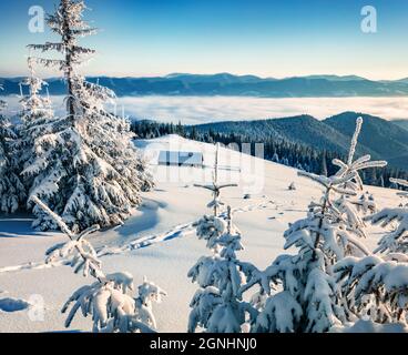 Splendid mountain valley is covered with fog after the rain with green ...