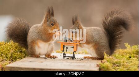 red squirrels standing with sewing machine Stock Photo - Alamy