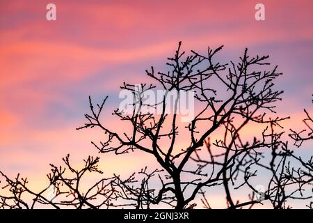 delicate branches against sunset sky Stock Photo - Alamy