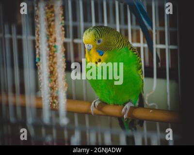 a lovely green and blue parakeets Stock Photo - Alamy