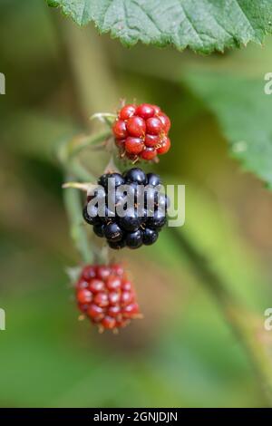 Blackberries, fruits at different stages of ripening Stock Photo - Alamy