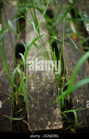 Reed grass sprouting over the old wooden plank bridge Stock Photo - Alamy
