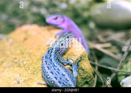 Colorful lizards surreal color on a courtyard. Reptile lizards on ...