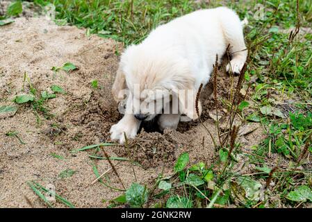 Golden retriever digging in sand Stock Photo - Alamy
