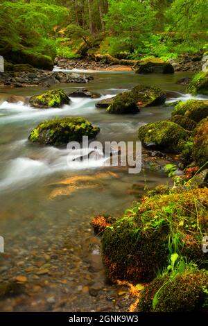 Dungeness River from Upper Dungeness Trail, Olympic National Forest ...