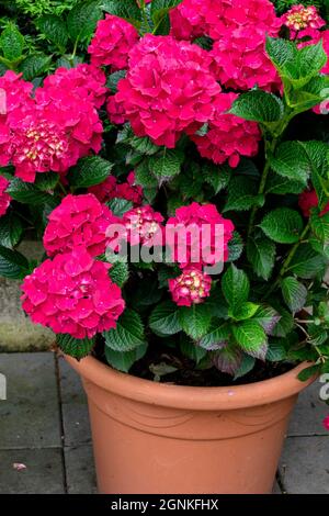 Red Hydrangea 'Magical Ruby Red' Stock Photo - Alamy