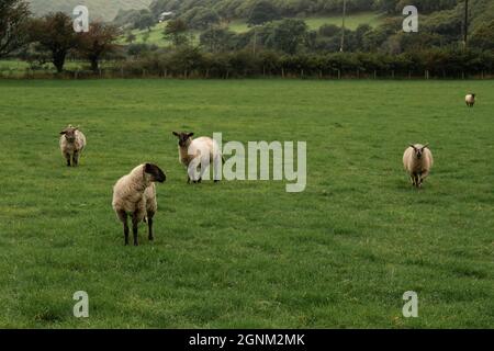 Sheep grazing in green Welsh valley with rolling hills and countryside ...