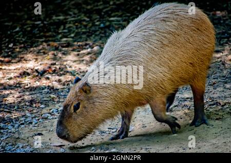 The capybara (Hydrochoerus hydrochaeris) is a giant cavy rodent native ...