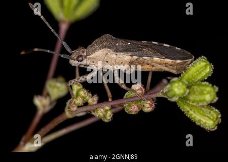 Adult True Bug of the Suborder Heteroptera Stock Photo - Alamy
