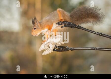 red squirrel standing between skeleton hands holding a skull Stock ...