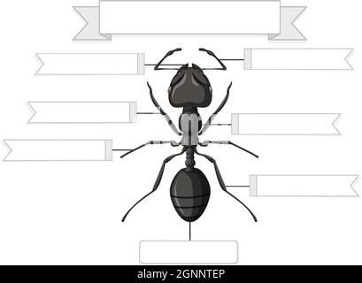 External Anatomy of an ant worksheet illustration Stock Vector Image ...