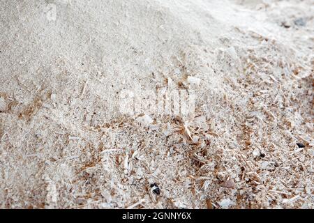 Sawdust or wood dust texture background. Wooddust of horse chestnut ...