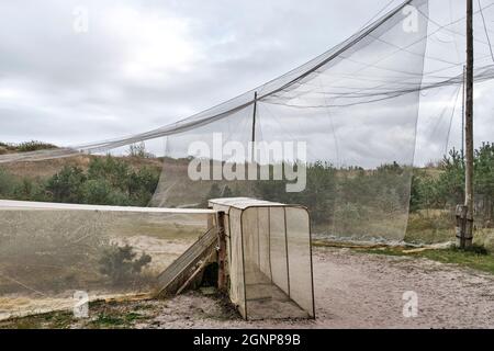 Mesh funnel as trap for birds. Biological station for ringing of birds ...
