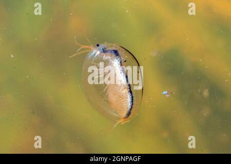 Eastern Clam Shrimp (Limnadia lenticularis), female with eggs in the ...