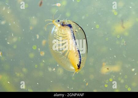 Eastern Clam Shrimp (Limnadia lenticularis), swimming, Germany, Bavaria ...