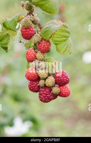 Branch of Red raspberry or Rubus idaeus or Raspberry or European ...