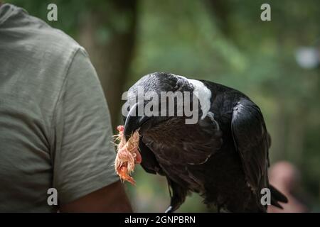 Closeup of the white-necked raven holding food in its beak Stock Photo ...