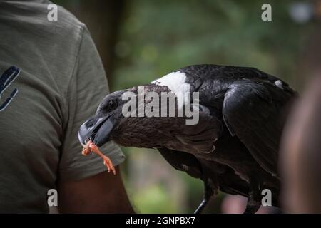 Closeup of the white-necked raven holding food in its beak Stock Photo ...