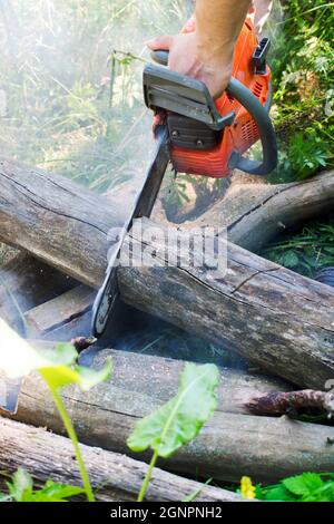 Lumberjack cutting logs with chainsaw in forest with tractor on ...