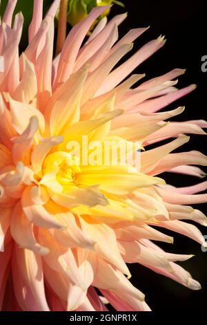 Clearview Jonas dahlia, Swan Island Dahlias, Canby, Oregon Stock Photo ...