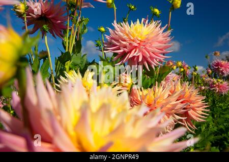 Clearview Jonas dahlia, Swan Island Dahlias, Canby, Oregon Stock Photo ...