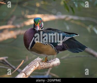 Male wood duck preening on pond Stock Photo - Alamy