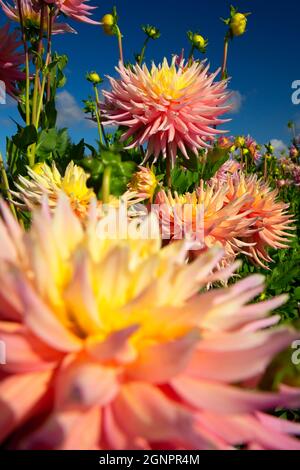 Clearview Jonas dahlia, Swan Island Dahlias, Canby, Oregon Stock Photo ...