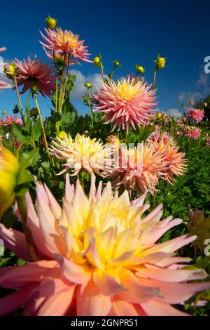 Clearview Jonas dahlia, Swan Island Dahlias, Canby, Oregon Stock Photo ...