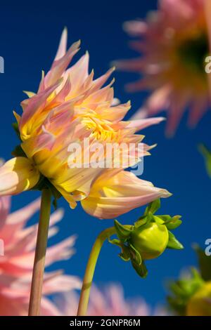 Clearview Jonas dahlia, Swan Island Dahlias, Canby, Oregon Stock Photo ...