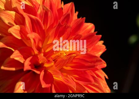 Neon Splendor dahlia, Swan Island Dahlias, Canby, Oregon Stock Photo ...
