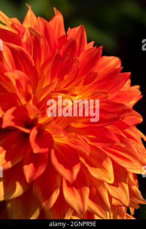 Neon Splendor dahlia, Swan Island Dahlias, Canby, Oregon Stock Photo ...