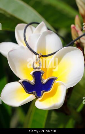 Close up shot of the flower of the Holy Spirit, National flower of ...