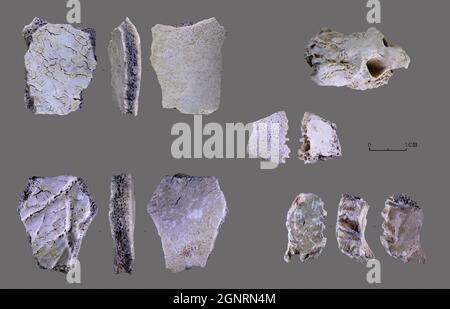 Fossils in stone found on the Jurassic Coast Stock Photo - Alamy