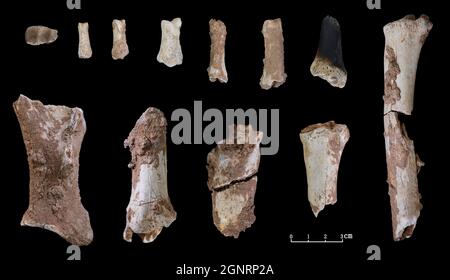 Fossils in stone found on the Jurassic Coast Stock Photo - Alamy