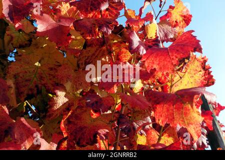red leaves of black lambrusco grapes in a vineyard in September in the ...
